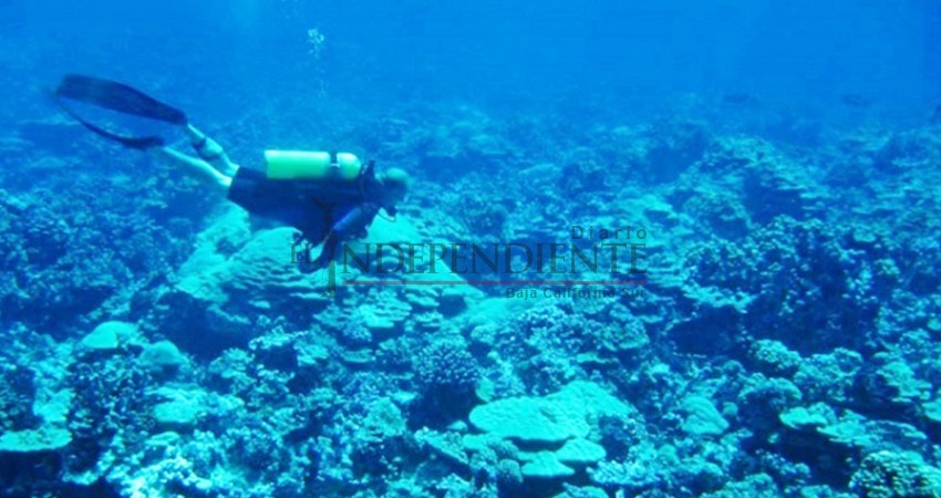 Descubren nueva anémona de mar en Baja California Sur | Diario El ... Descubren nueva anémona de mar en Baja California Sur | Diario El ...